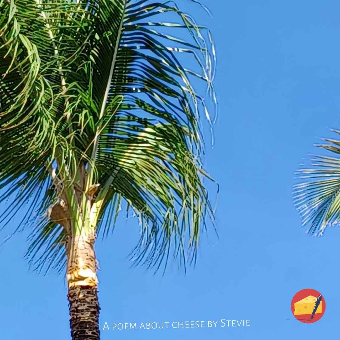 Palm Trees – Poems About Cheese